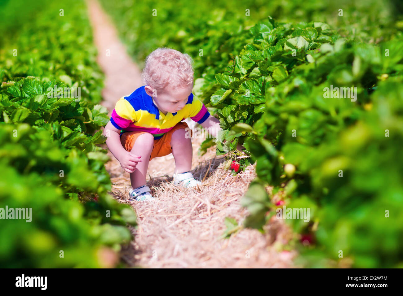 Child picking strawberries. Kids pick fresh fruit on organic strawberry ...