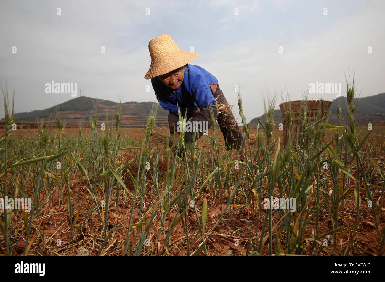 Dead crops are seen in the field at the drought-hit Chenggong county ...