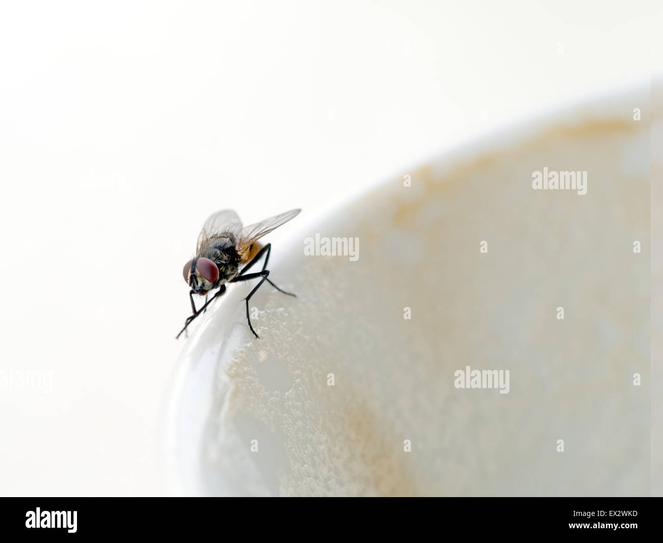Cappuccino cup with fly. Hygiene issue Stock Photo - Alamy