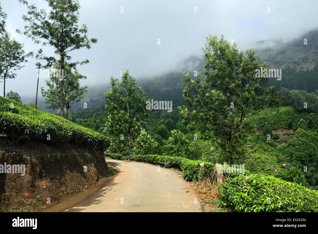 India greenish tea hi-res stock photography and images - Alamy
