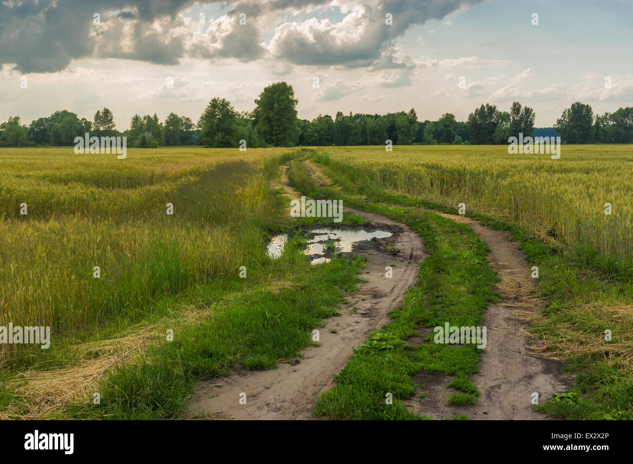 Evening landscape with road between wheat fields in central Ukraine ...