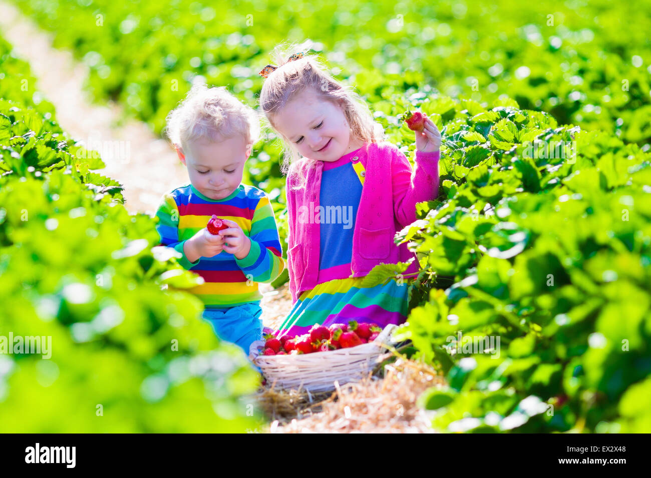 Children pick strawberries. Kids picking fruit on organic strawberry ...