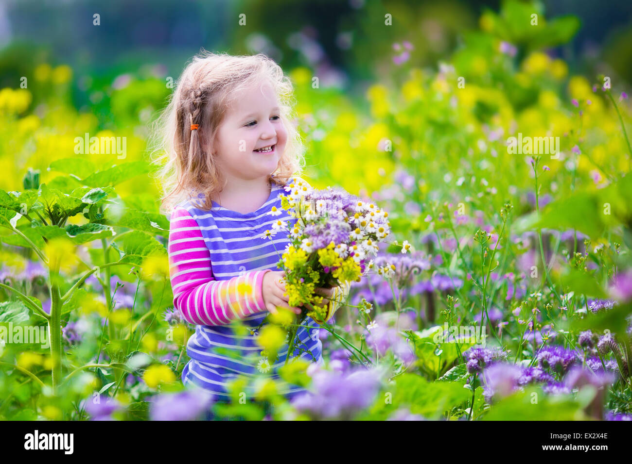 Child picking wild flowers in field. Kids play in a meadow and pick ...