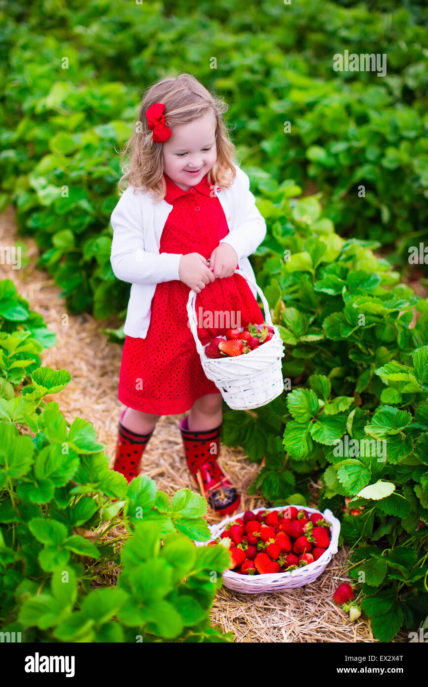 Child picking strawberries. Kids pick fresh fruit on organic strawberry ...