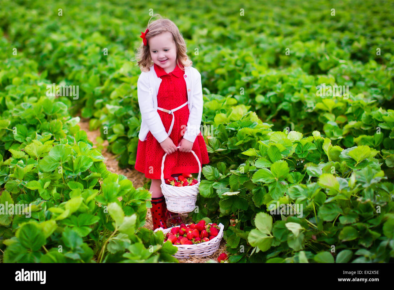 Child picking strawberries. Kids pick fresh fruit on organic strawberry ...