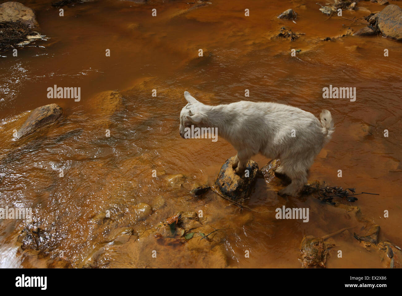 A goat prepares to cross a polluted brook in Baihe County, Shaanxi ...