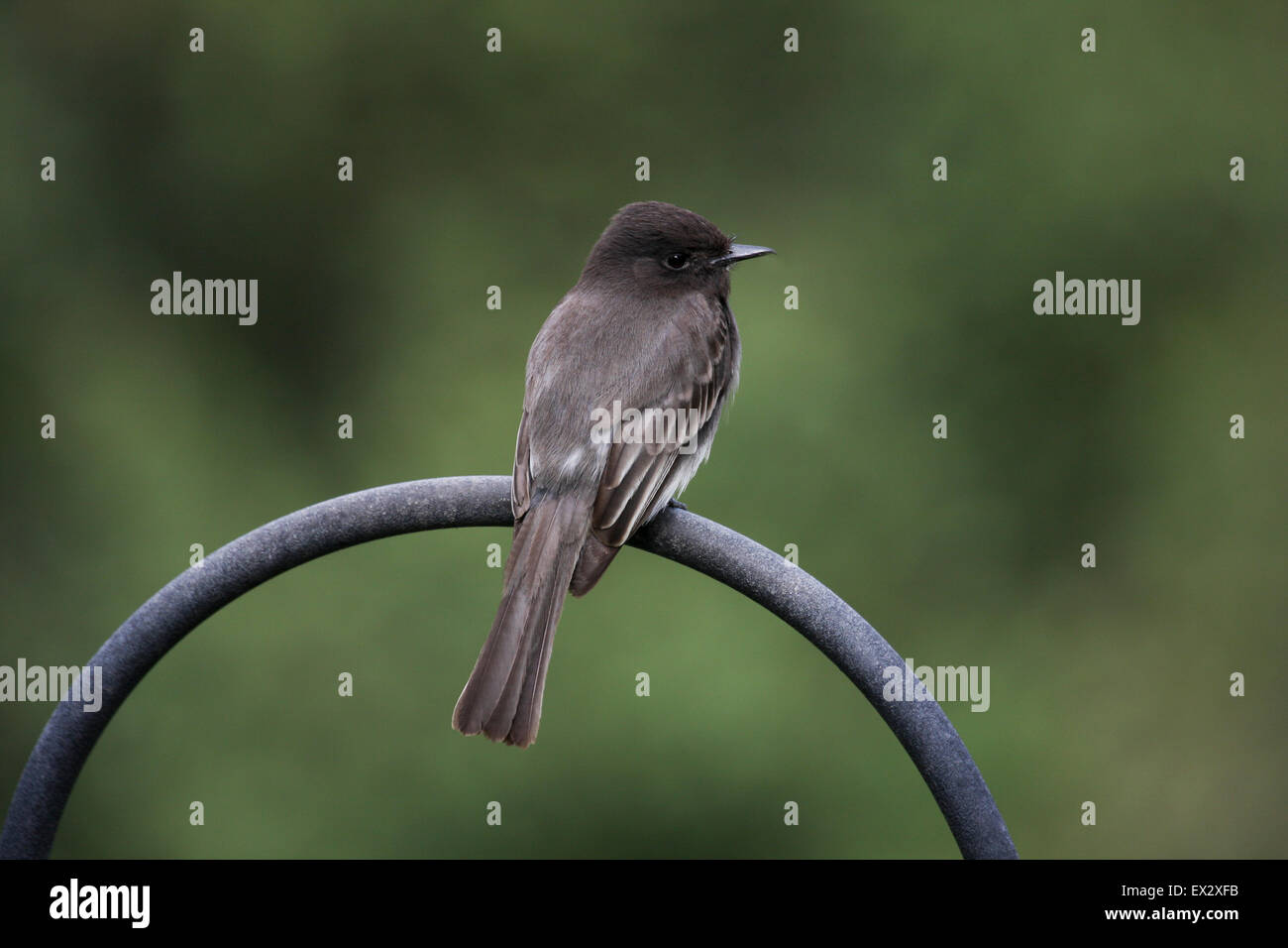 The phoebe bird hi-res stock photography and images - Alamy
