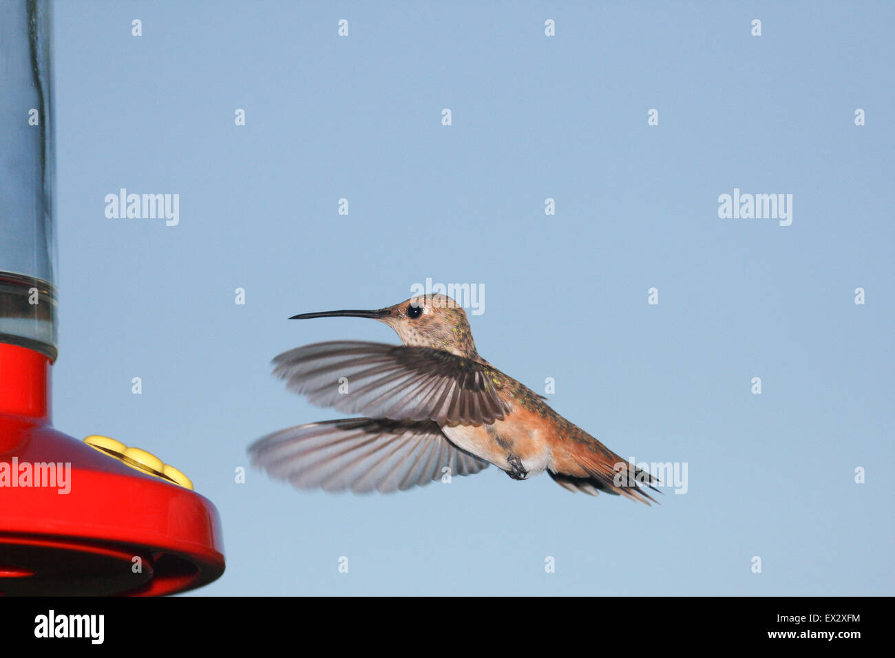 Allens hummingbird hi-res stock photography and images - Alamy