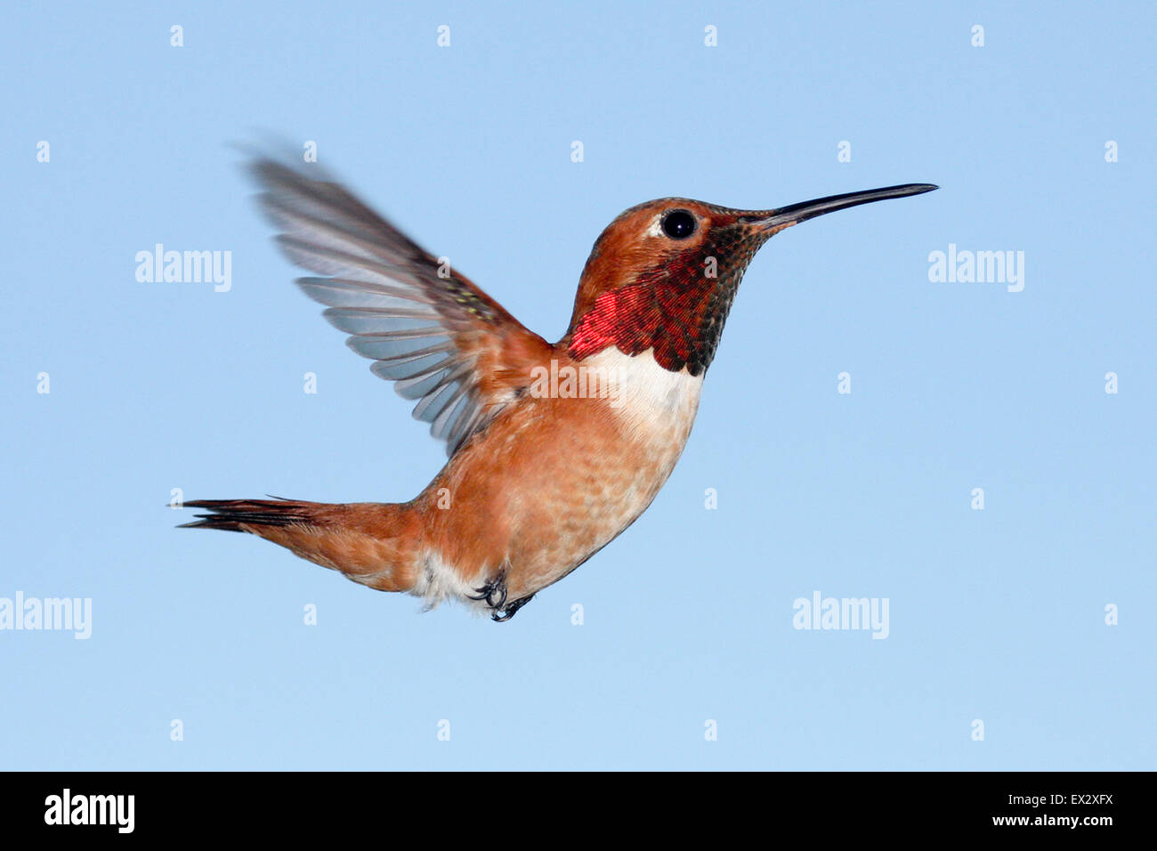 male Allen's Hummingbird in flight Stock Photo - Alamy