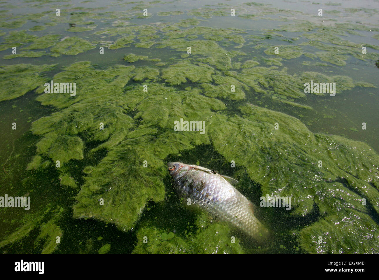 Dead Algae High Resolution Stock Photography and Images - Alamy
