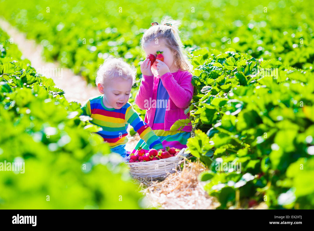 Children pick strawberries. Kids picking fruit on organic strawberry ...