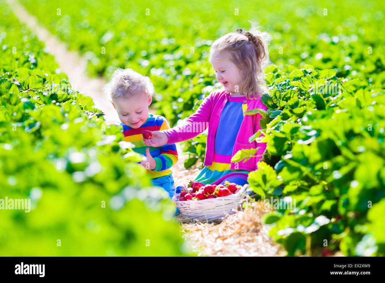 Children pick strawberries. Kids picking fruit on organic strawberry ...