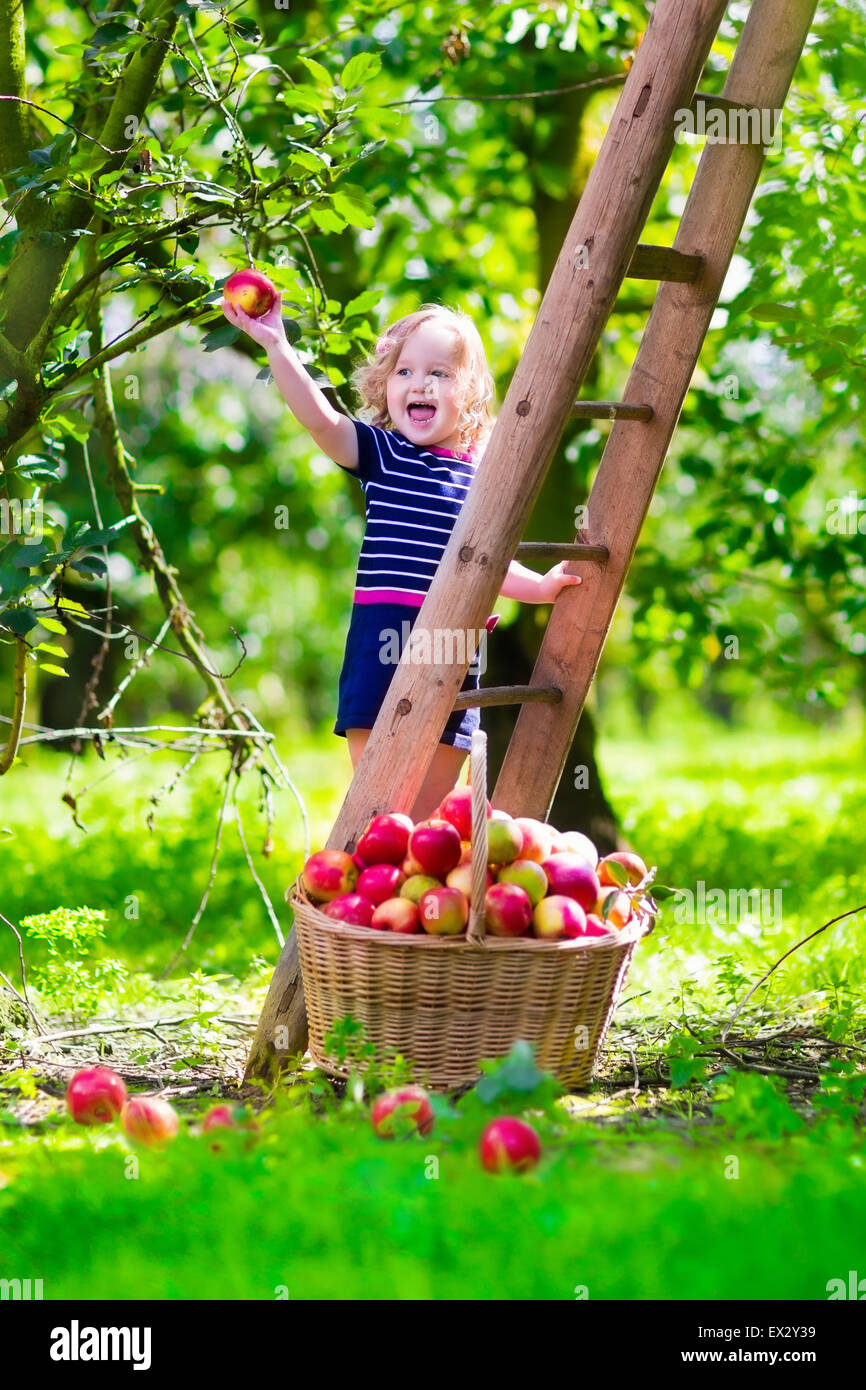 Child picking apples on a farm climbing a ladder. Little girl playing ...