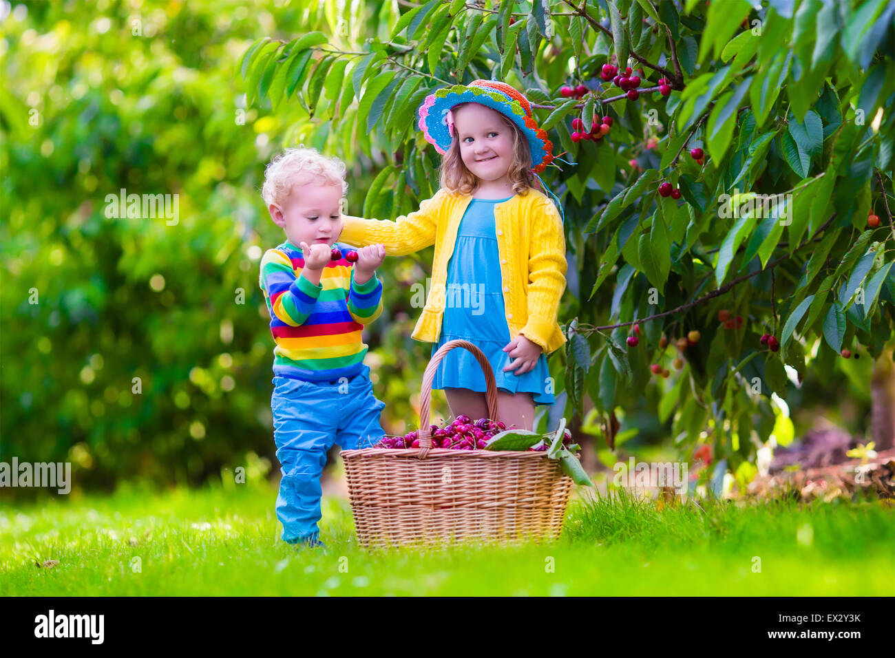 Kids picking cherry on a fruit farm. Children pick cherries in summer ...