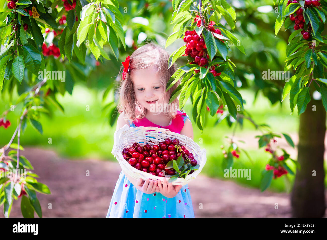 Kids picking cherry on a fruit farm. Children pick cherries in summer ...