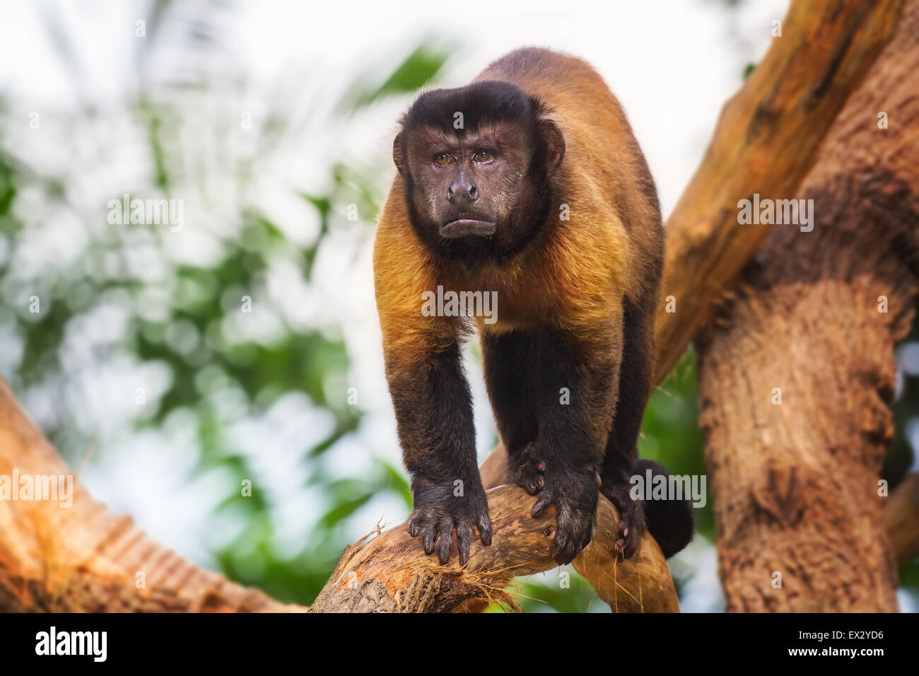 Tropical capuchin monkey character hi-res stock photography and images ...