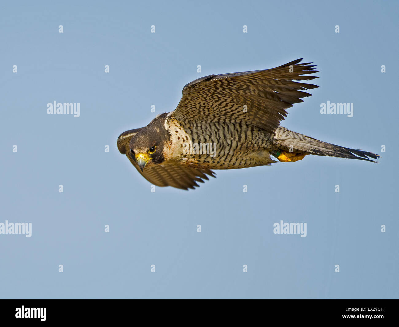 Peregrine Falcon In Flight Stock Photo - Alamy