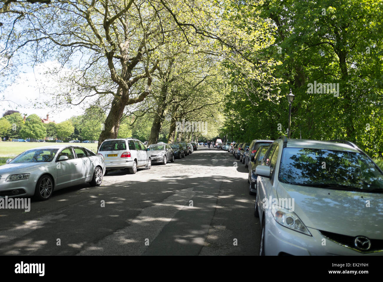Tree lined boulevard hi-res stock photography and images - Alamy