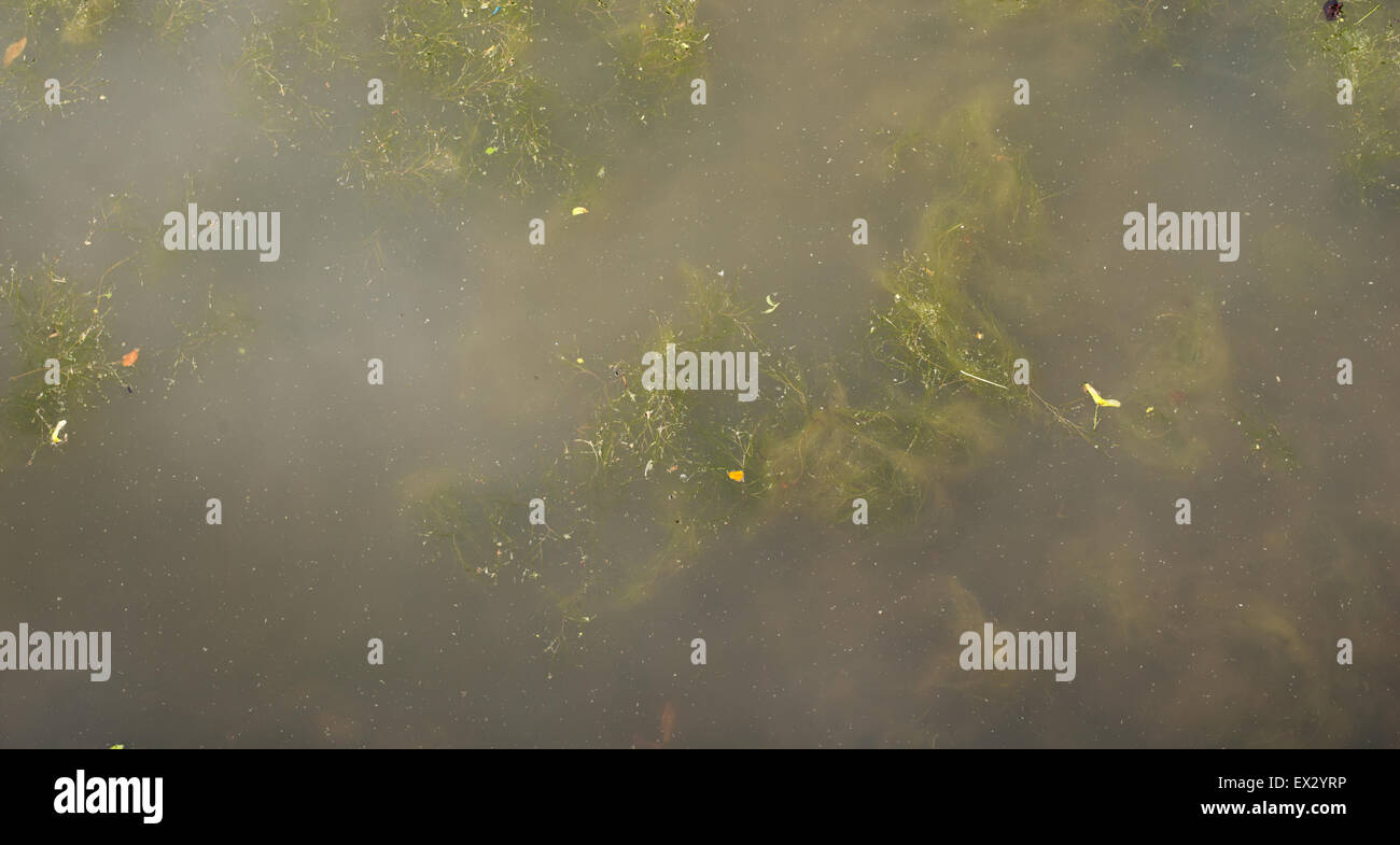 Bog green sludge nature background hi-res stock photography and images ...