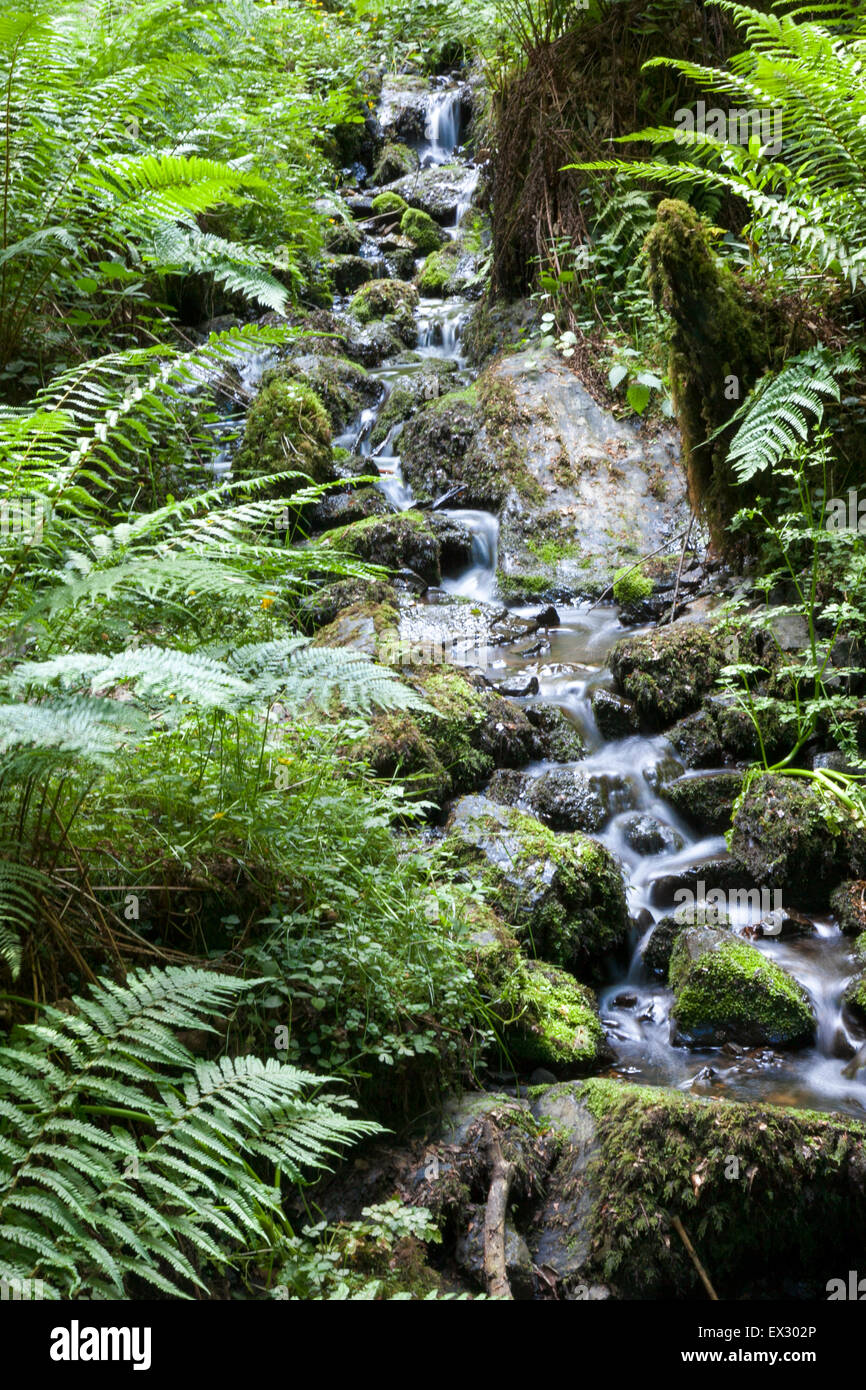 Small stream of water rushing over rocks at Canonteign Falls, Dartmoor ...