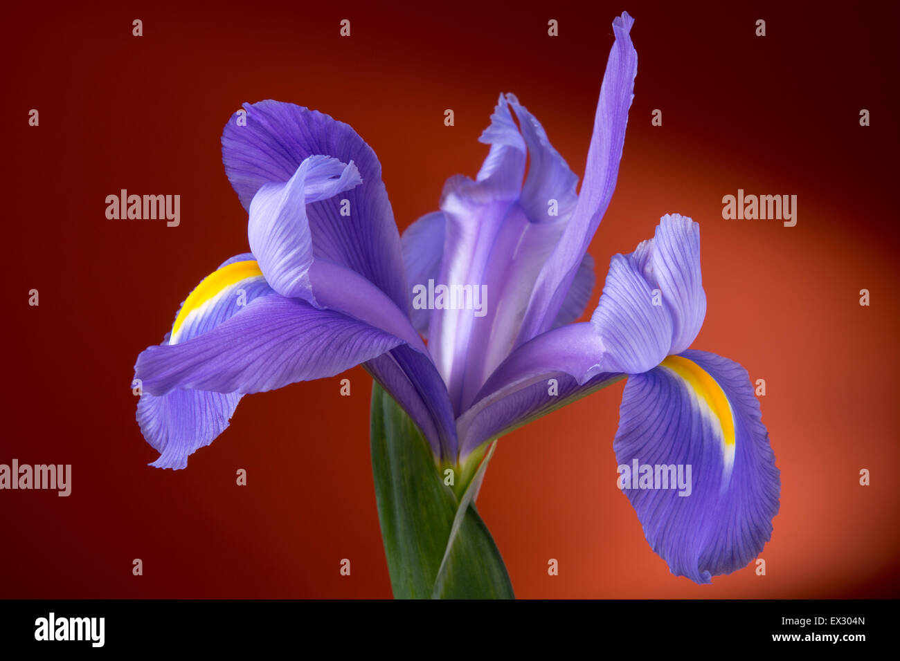 Iris open hi-res stock photography and images - Alamy
