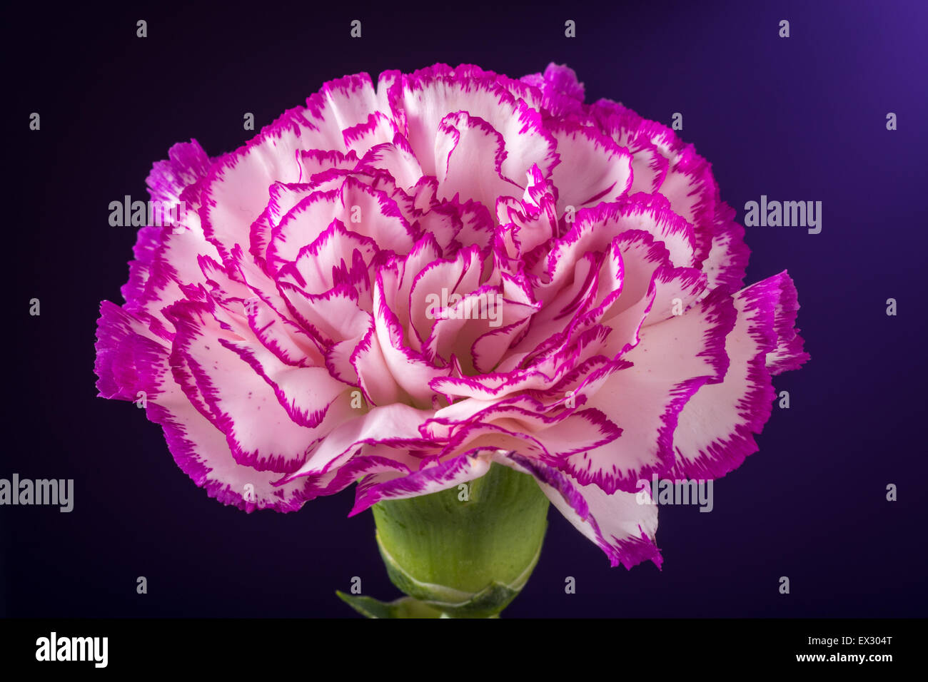 Variegated Petals High Resolution Stock Photography and Images - Alamy