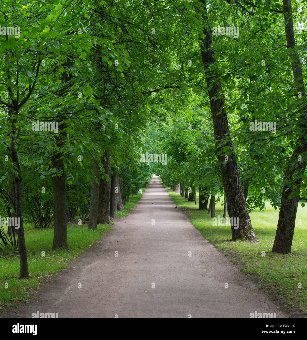 Park with road Stock Photo - Alamy
