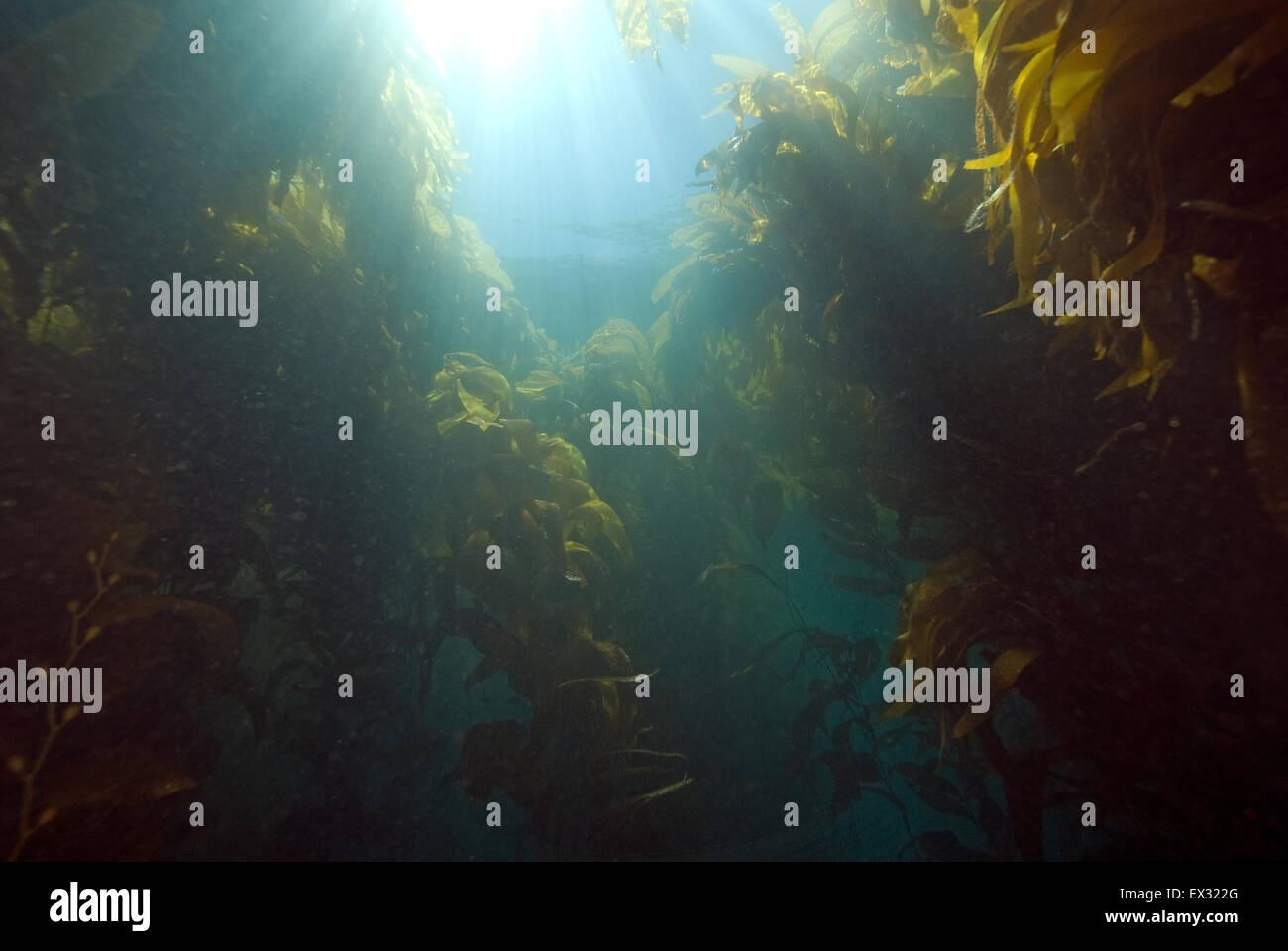 Underwater California kelp forest and bait fish Stock Photo - Alamy