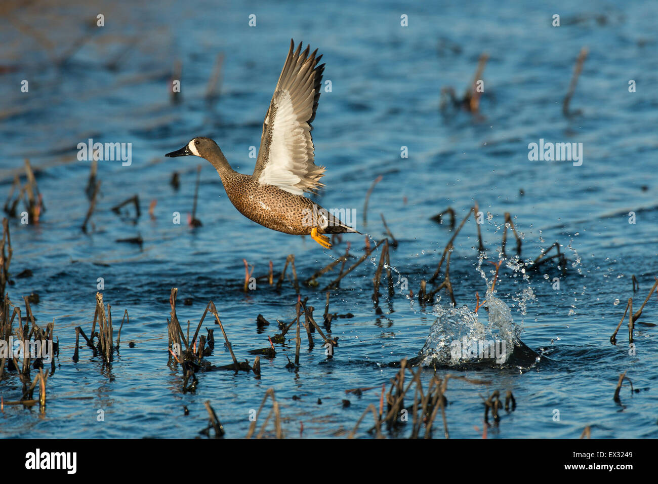 Blue Wing Teal in flight Stock Photo - Alamy