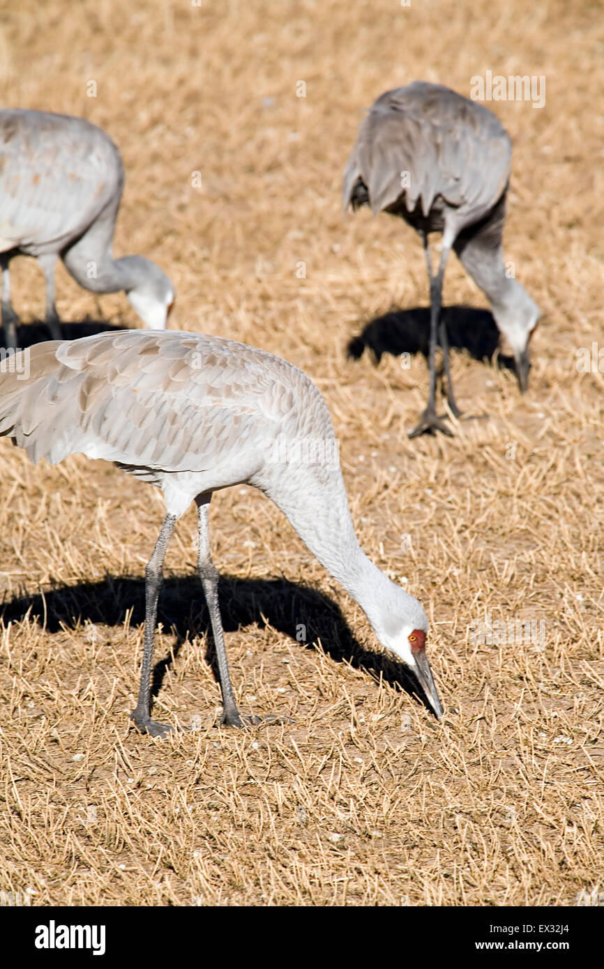 Sandhill crane feet hi-res stock photography and images - Alamy