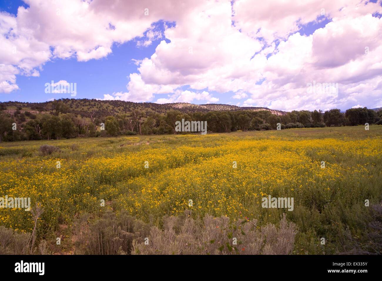 Native tribes of north america hi-res stock photography and images - Alamy
