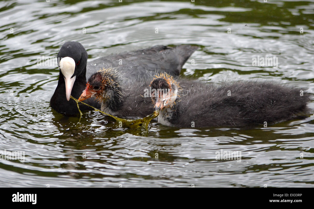 Lunch time at Queen's park for the Coots family. Mum is supplying food ...