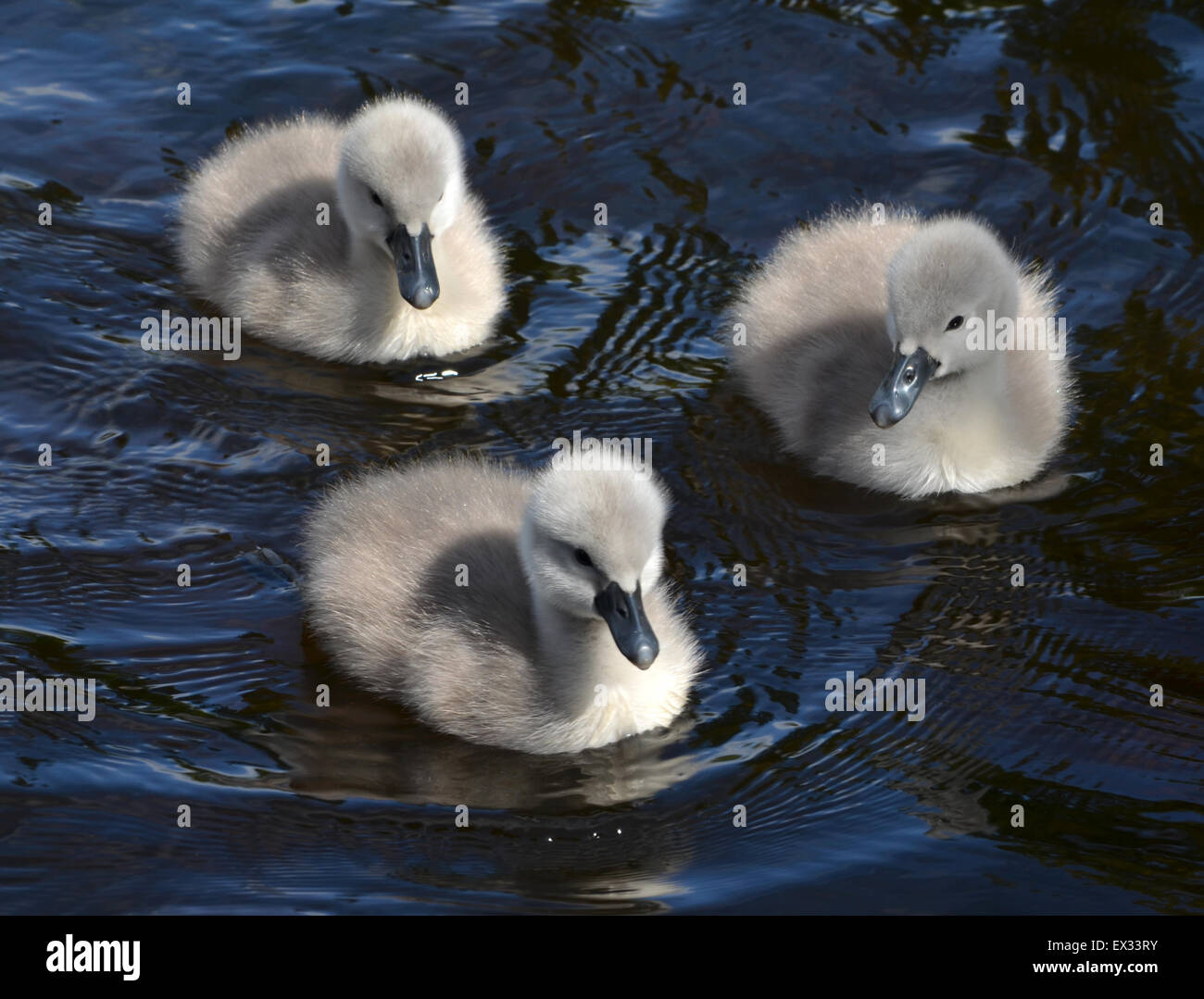 Political rallies etc hi-res stock photography and images - Alamy