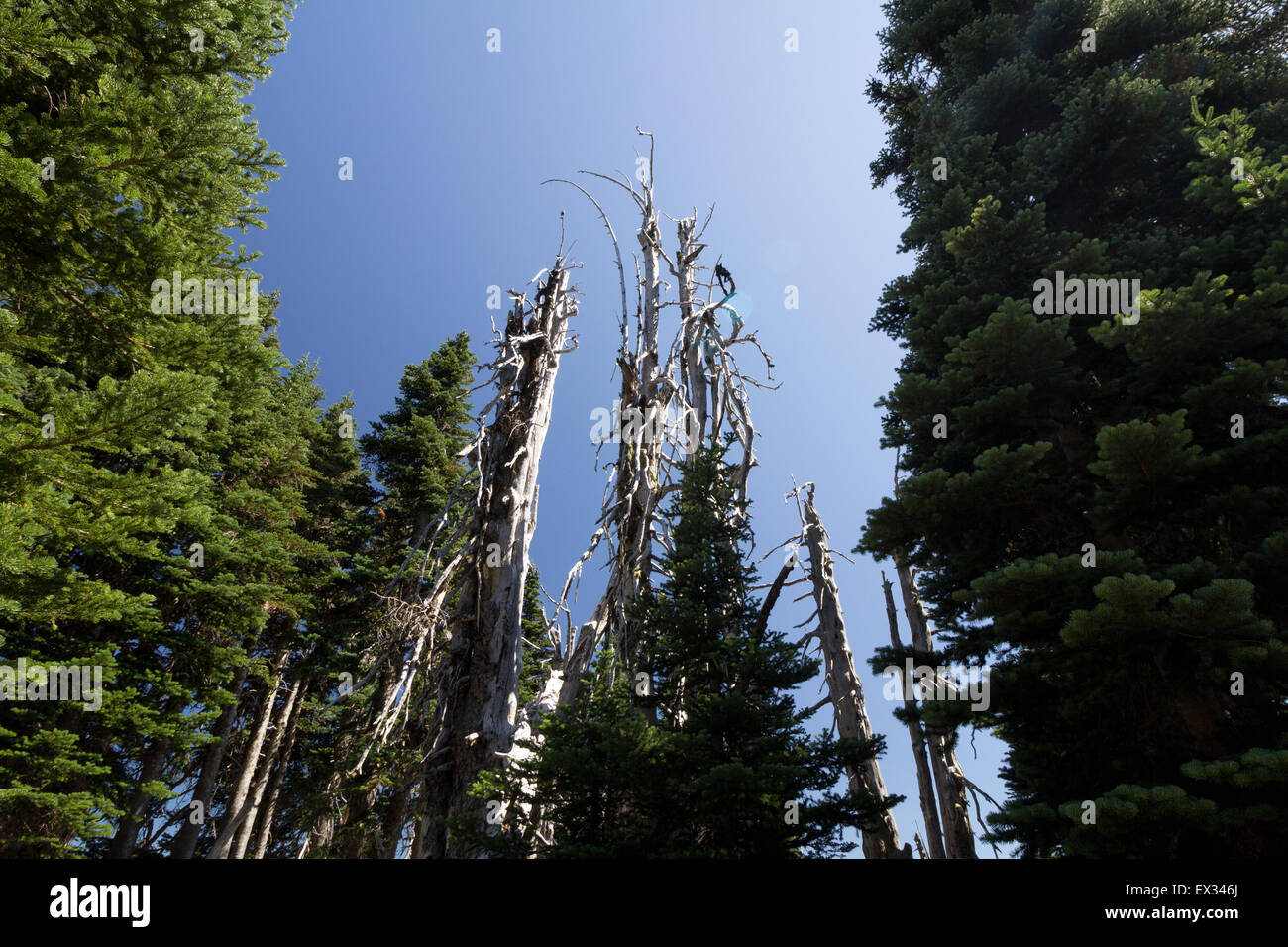 Fir trees and snags Stock Photo - Alamy