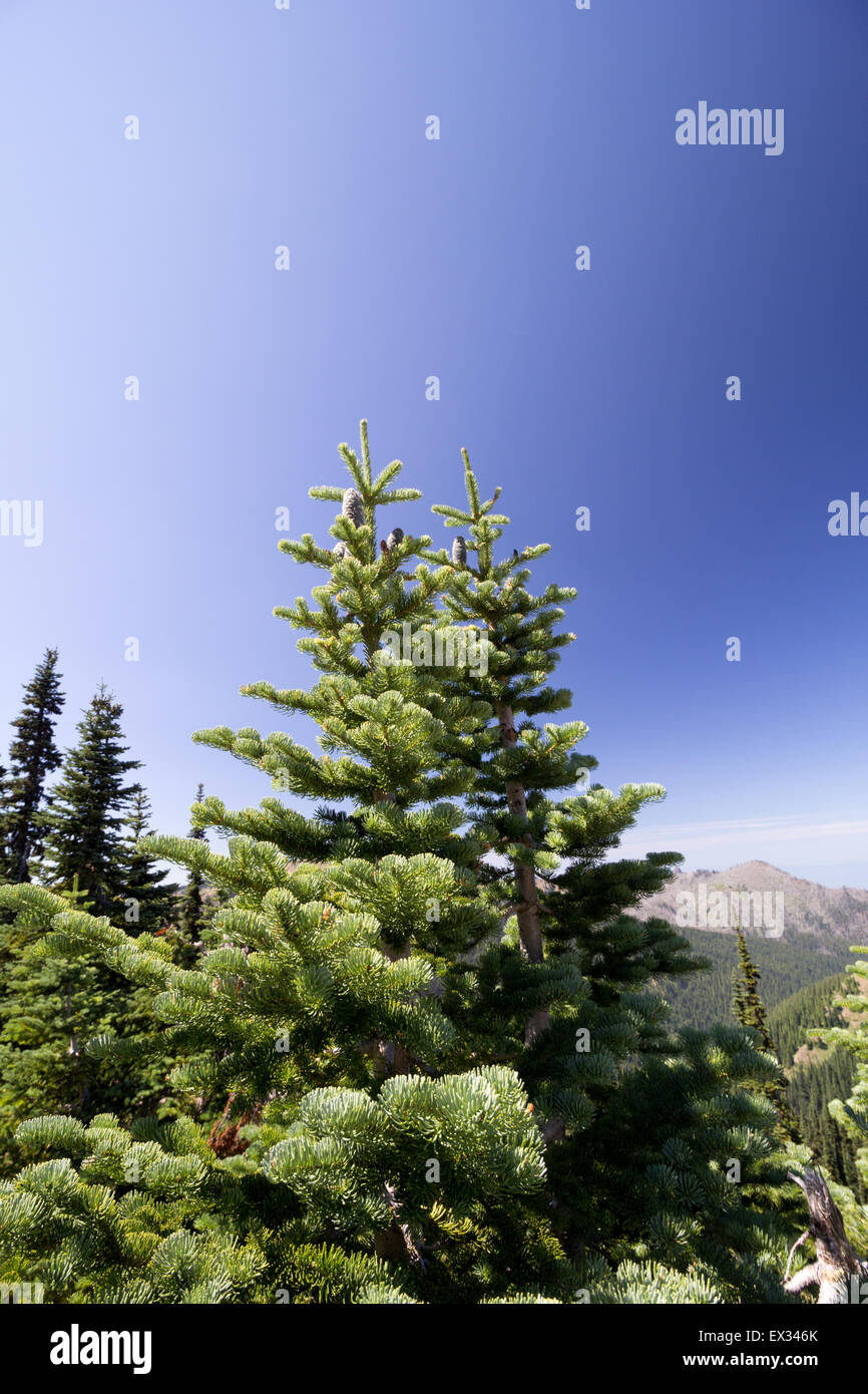 Sub alpine hi-res stock photography and images - Alamy