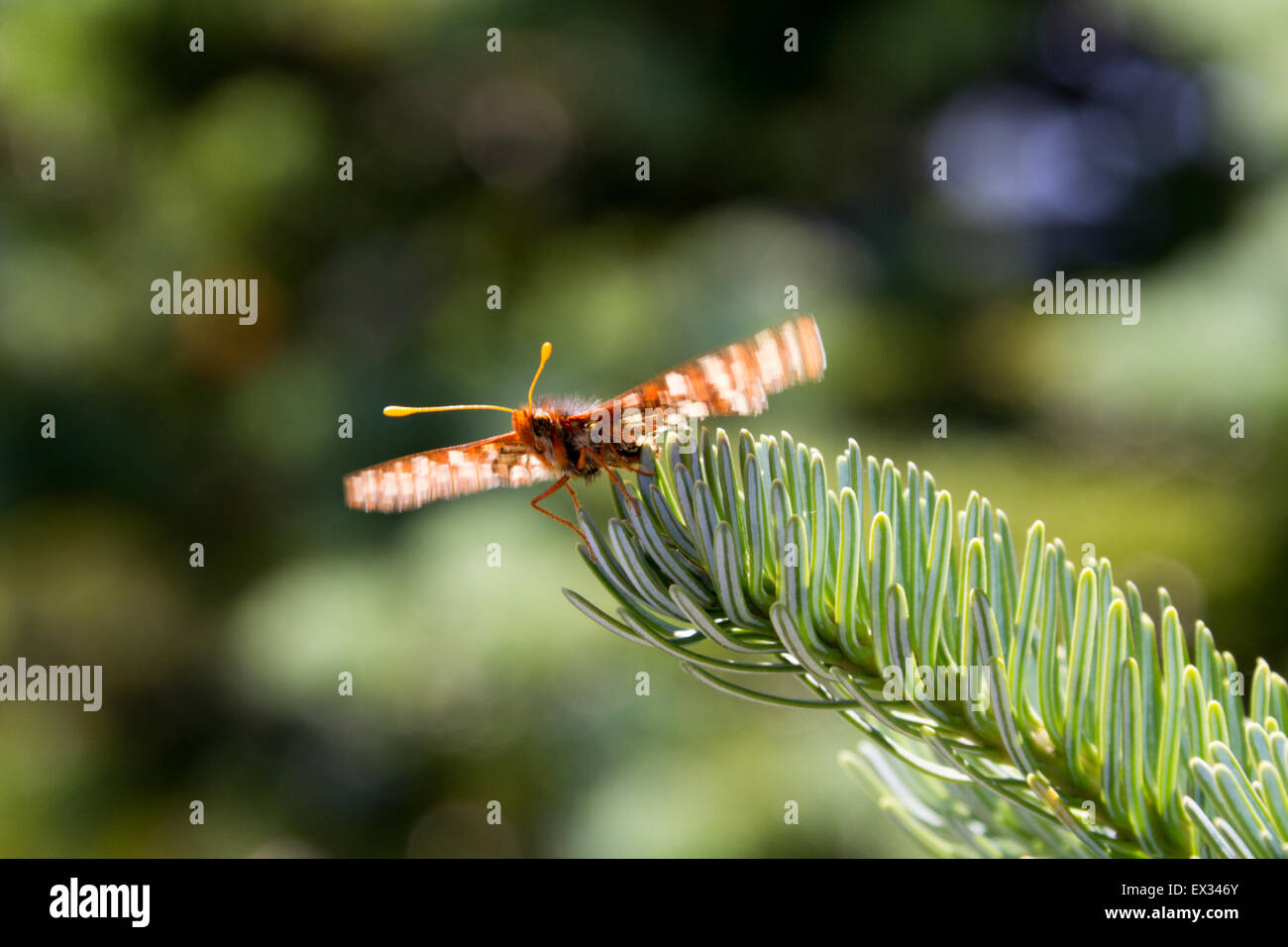 Butterfly flapping wings on a spruce tree Stock Photo - Alamy