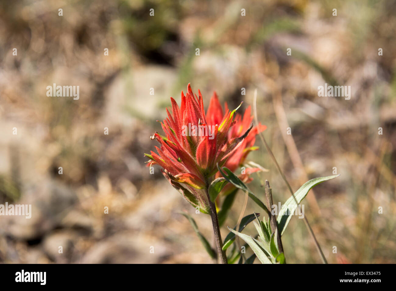 Prairie indian hi-res stock photography and images - Alamy