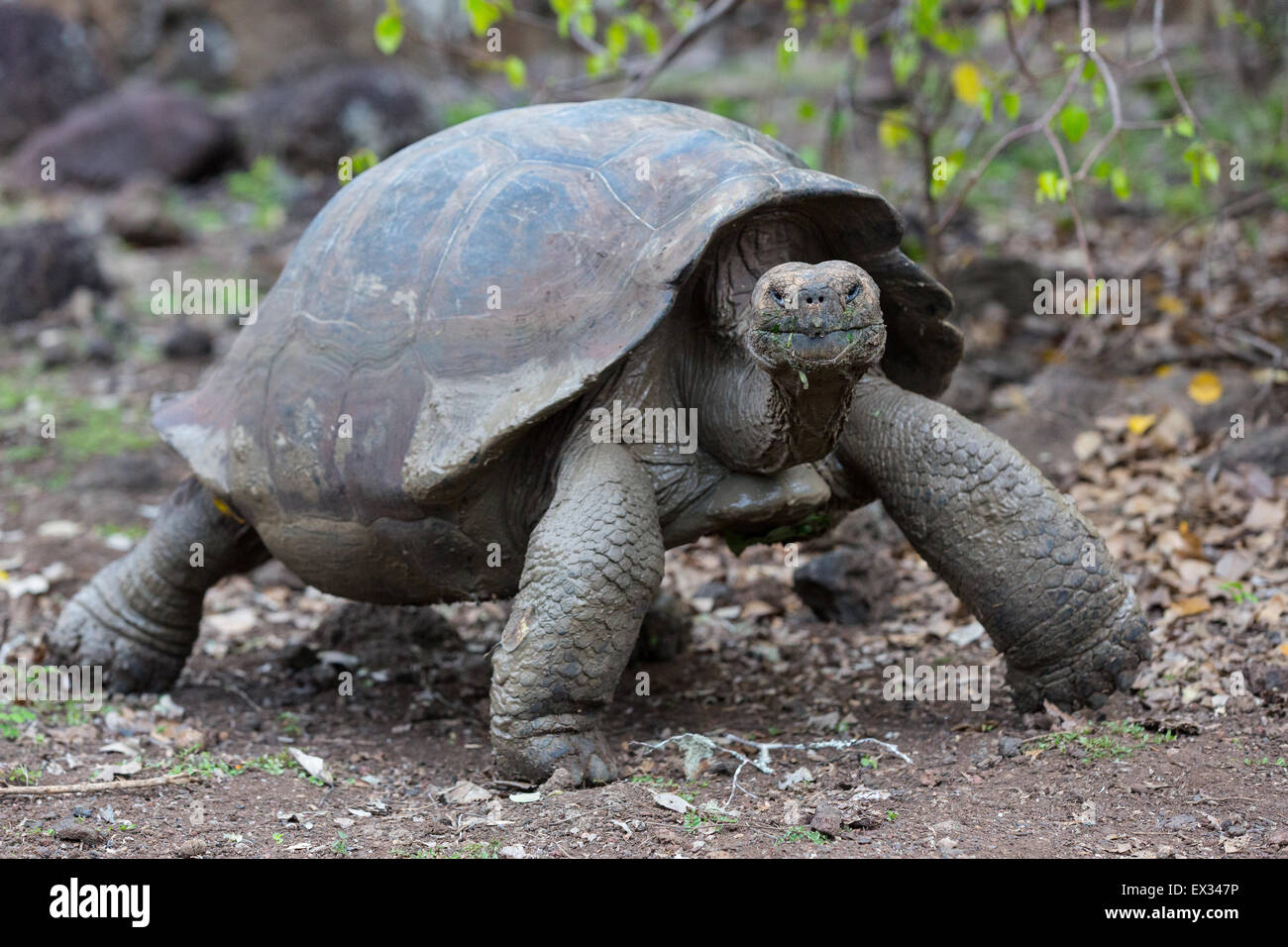 A profile portrait of a Galapagos giant tortoise in the Giant Tortoise ...
