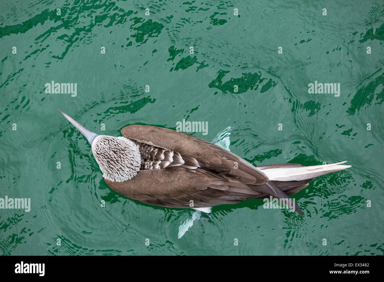 Blue footed booby bird hi-res stock photography and images - Alamy
