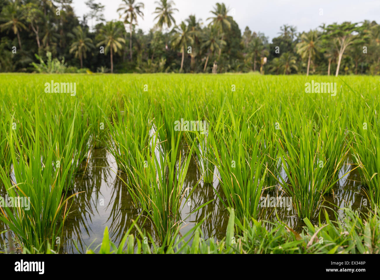 A closeup view of a rice terrace in Bali, Indonesia Stock Photo - Alamy