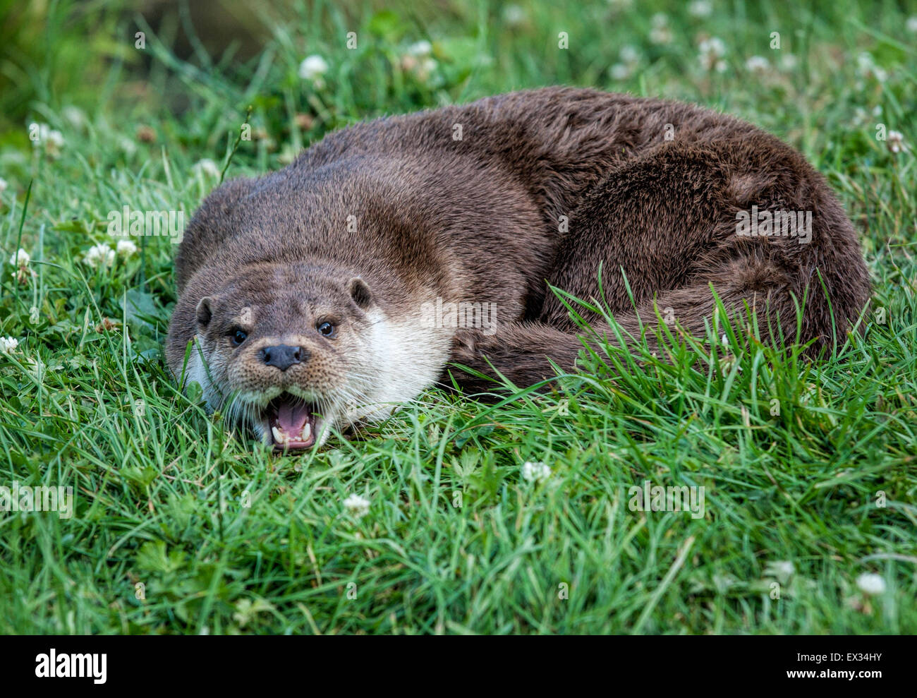 River Otter Teeth