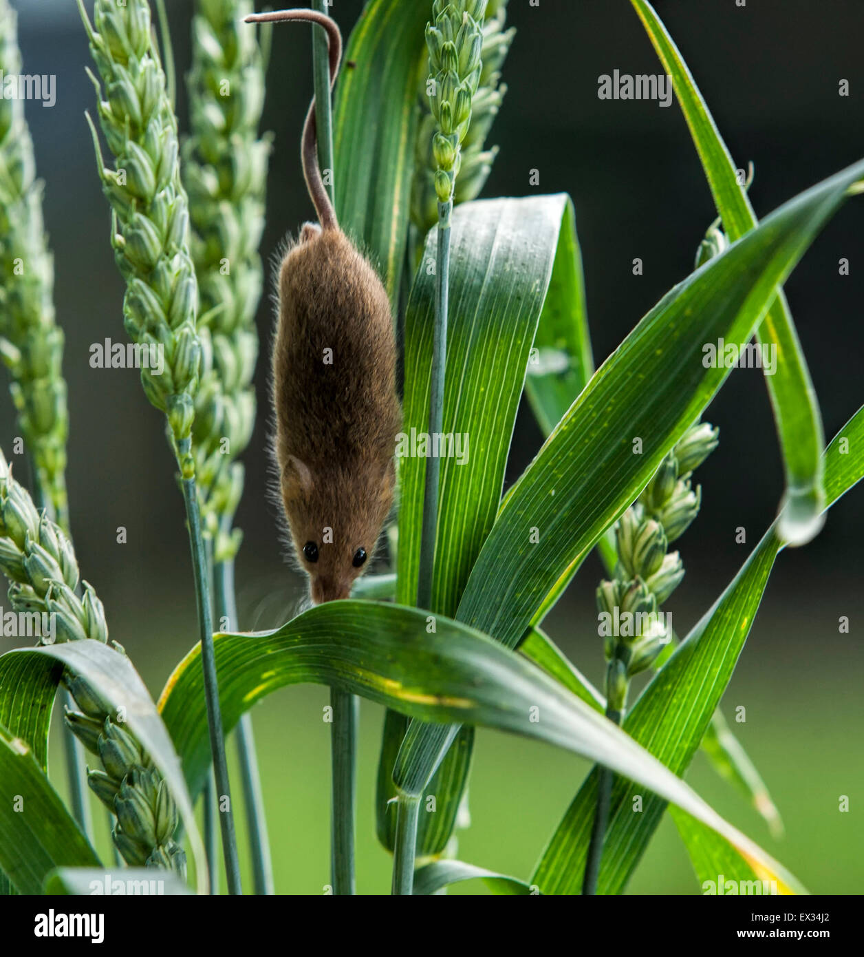 Harvest mouse stalk hi-res stock photography and images - Alamy