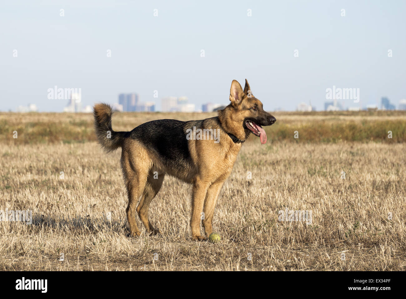 My Dog Rex Stock Photo - Alamy