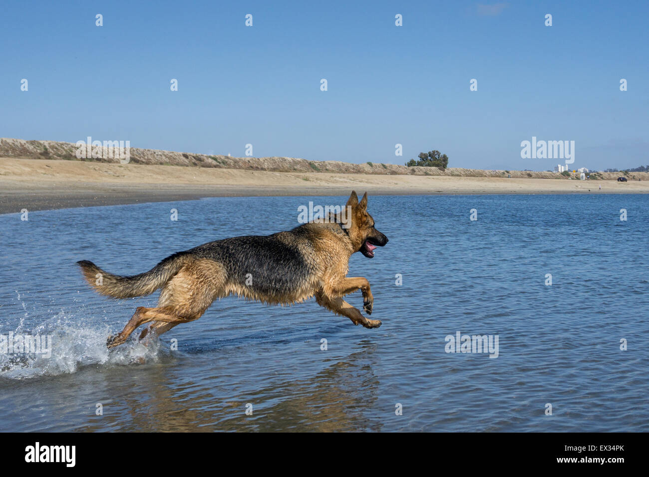 Rex the dog hi-res stock photography and images - Alamy