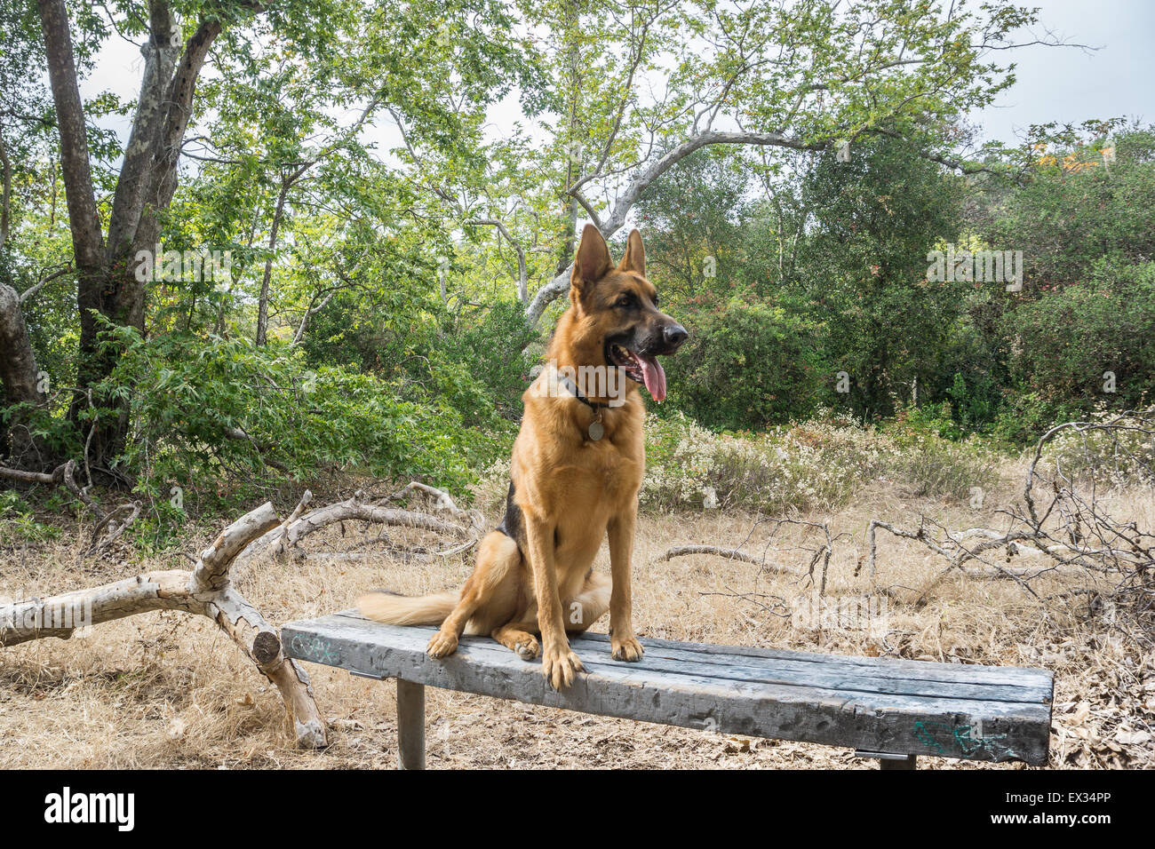 A handsome Shepherd called Rex Stock Photo - Alamy