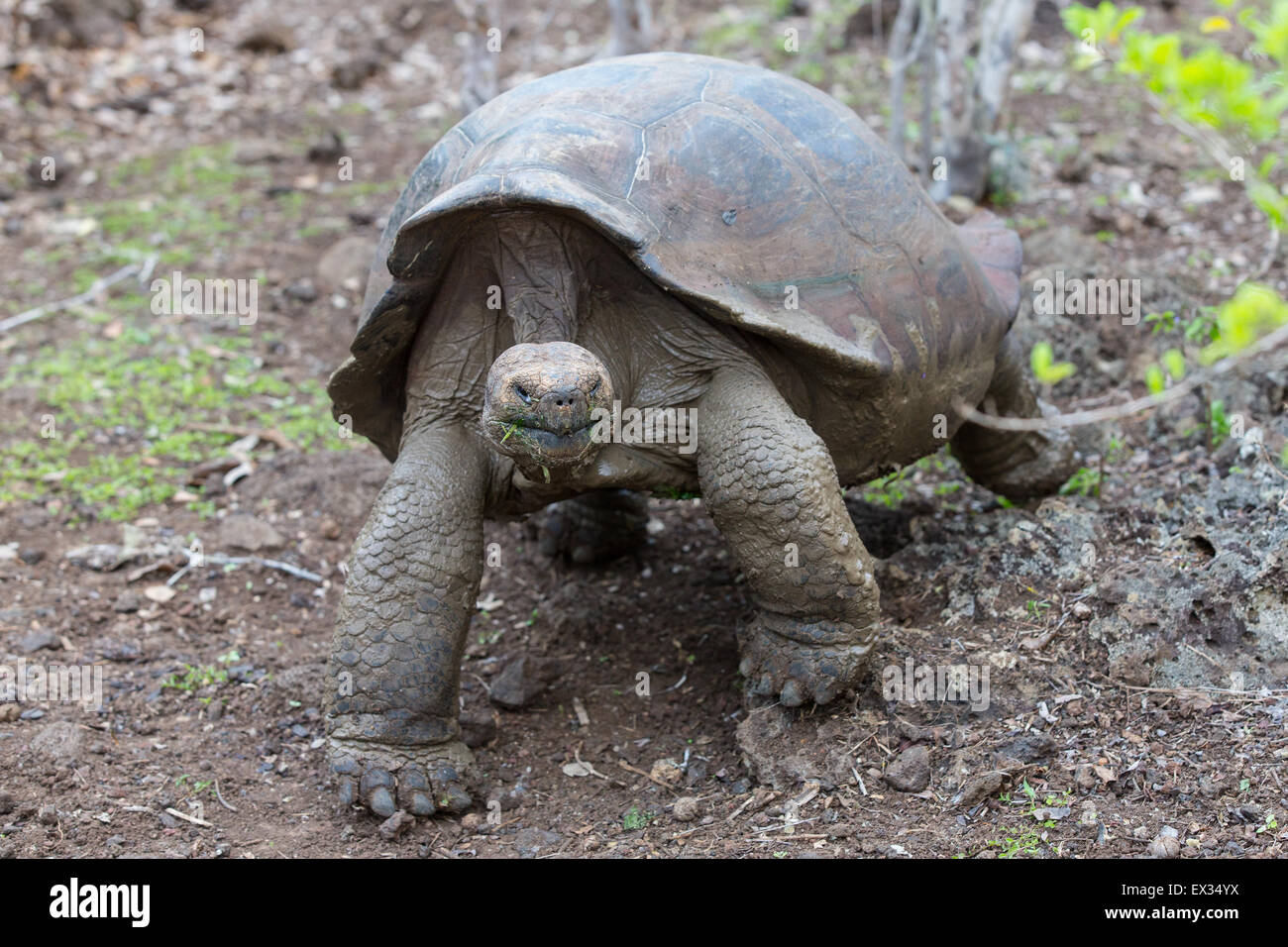 A Galapagos giant tortoise walks along inside one of several reserves ...