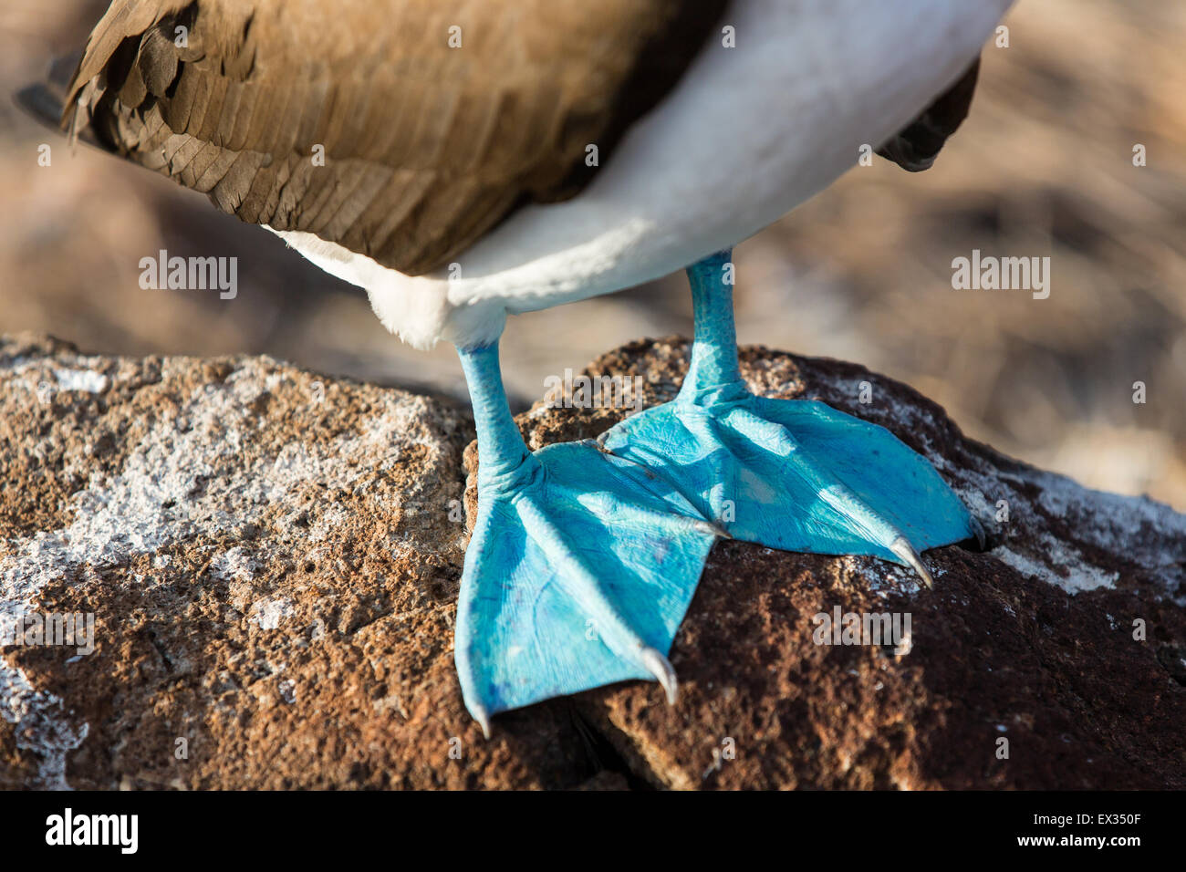 The feet of the Blue-Footed Booby are just plain fun! Stock Photo - Alamy
