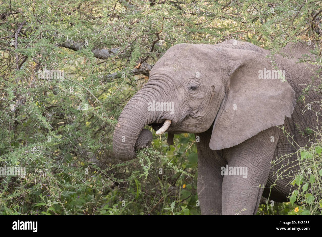 Elephant in Ndutu woodland, Tanzania Stock Photo - Alamy