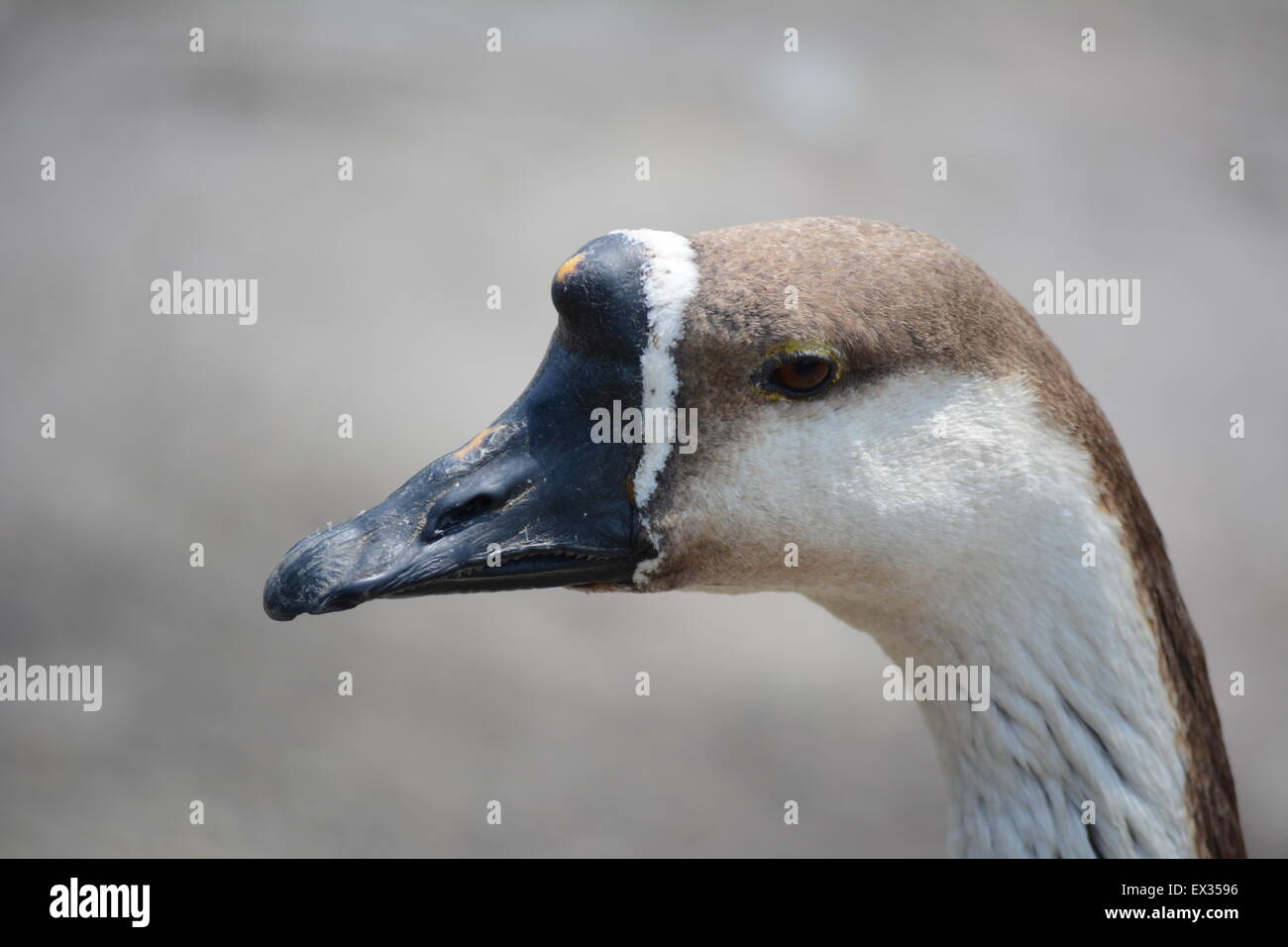 Goose looking and walking around posing for a portrait Stock Photo - Alamy