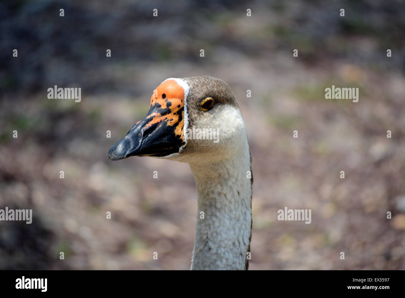 Goose looking and walking around posing for a portrait Stock Photo - Alamy